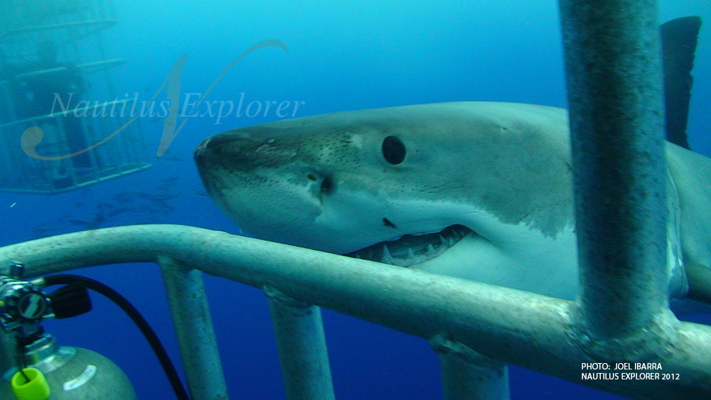 Does a great white shark poop in the ocean? Guadalupe. October 6th ...