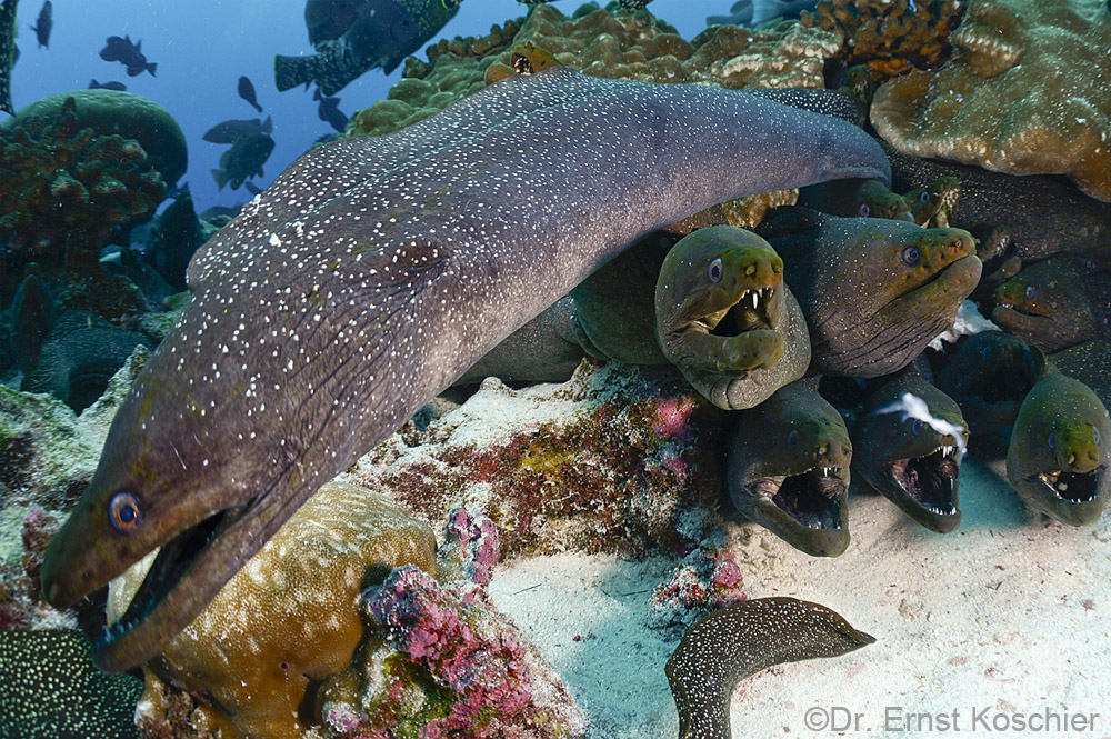 some of our guests would like to share with you their moray song ...