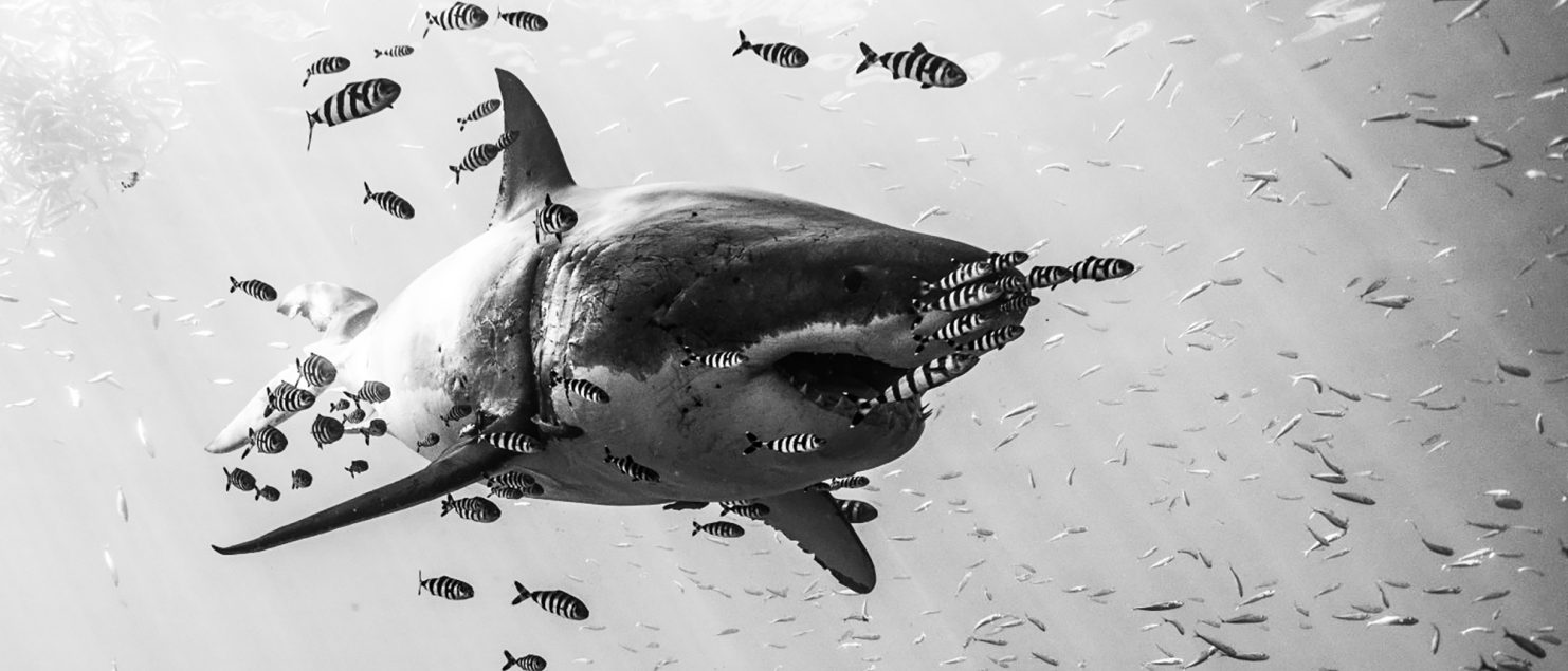 Guests Say a Last Goodbye to the Guadalupe 2018 Season - Nautilus ...