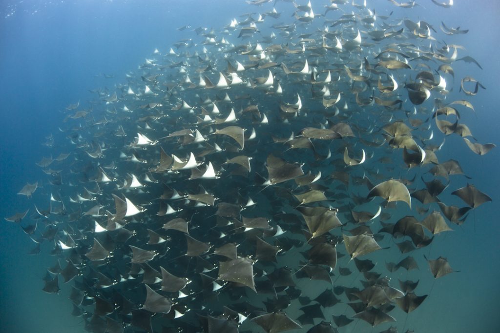 Mobula Experience, the epic wildlife migration - Nautilus Liveaboards