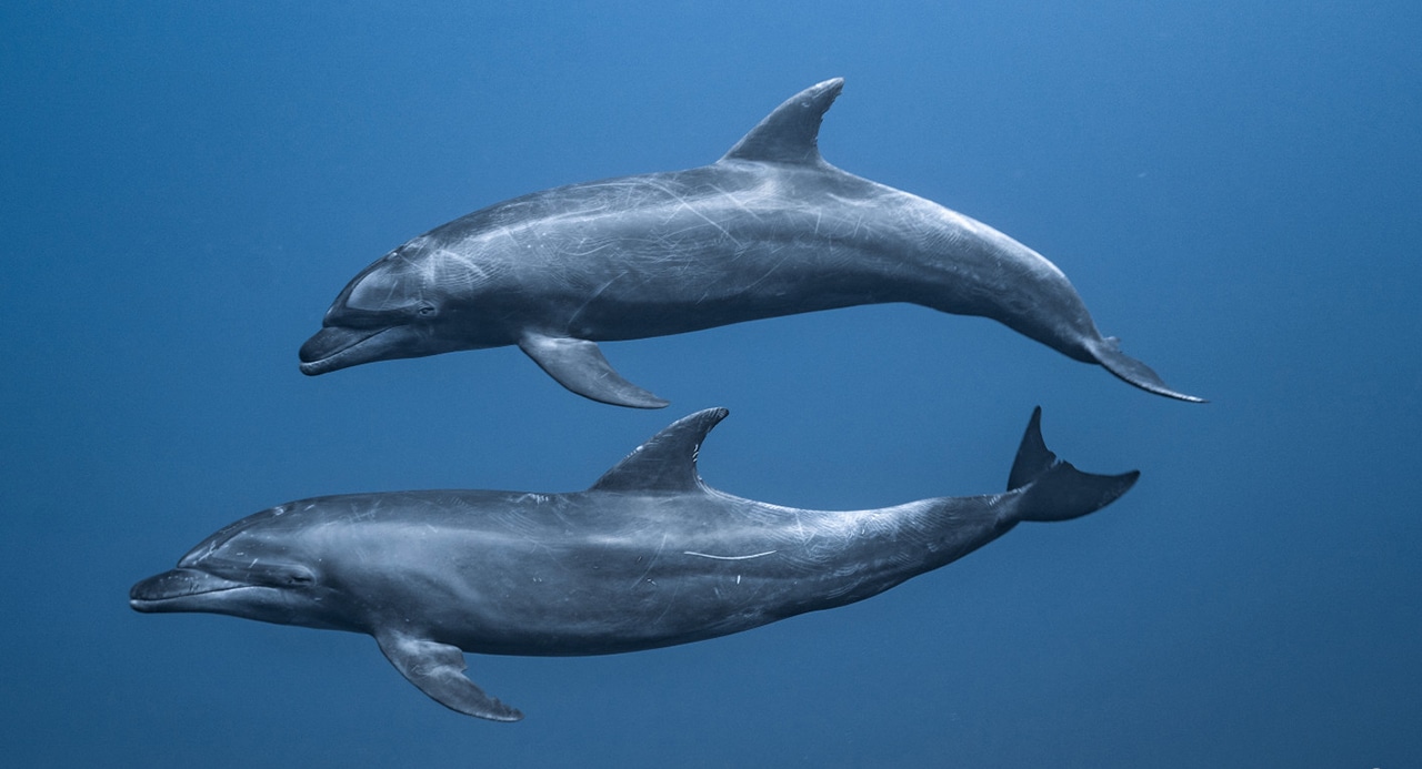 December Diving in Socorro: Part I - Nautilus Liveaboards