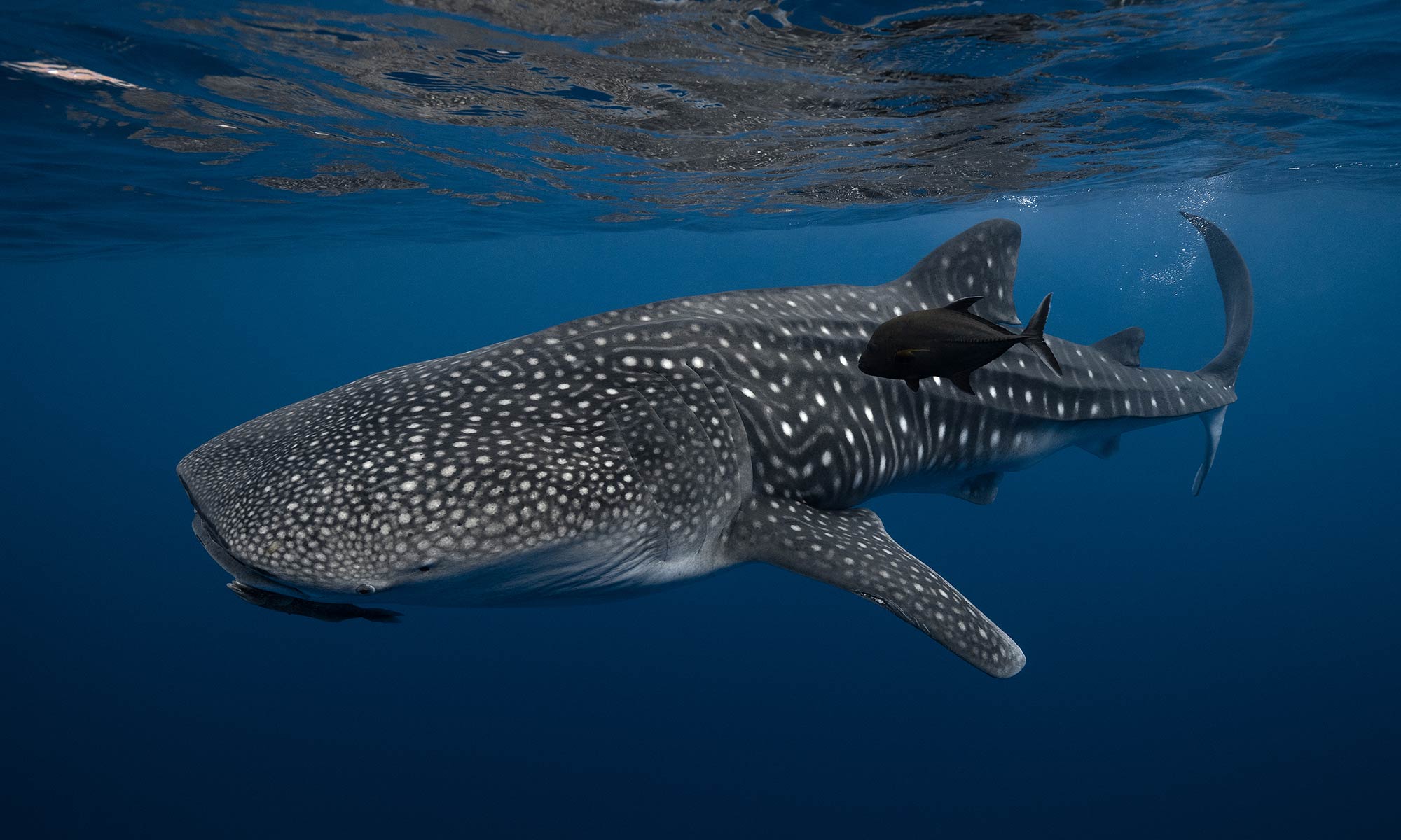 Whale Shark - © David Serradell